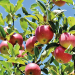 Shop Now - Alberta Tree Farms