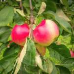 Shop Now - Alberta Tree Farms