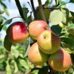 Shop Now - Alberta Tree Farms