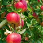 Trees - Alberta Tree Farms