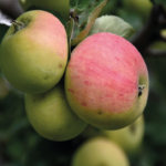 Shop Now - Alberta Tree Farms