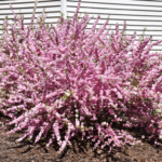 Shop Now - Alberta Tree Farms