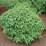 Shop Now - Alberta Tree Farms