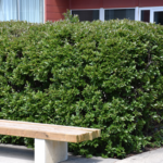 Shop Now - Alberta Tree Farms