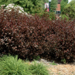 Shop Now - Alberta Tree Farms