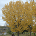 Shop Now - Alberta Tree Farms