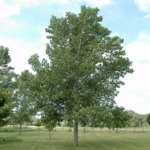 Shop Now - Alberta Tree Farms