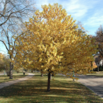 Shop Now - Alberta Tree Farms