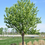 Shop Now - Alberta Tree Farms