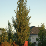 Shop Now - Alberta Tree Farms