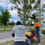 Shop Now - Alberta Tree Farms