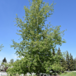 Shop Now - Alberta Tree Farms