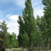 Shop Now - Alberta Tree Farms