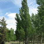 Shop Now - Alberta Tree Farms