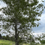 Shop Now - Alberta Tree Farms