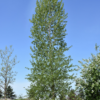 Shop Now - Alberta Tree Farms