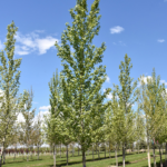 Trees - Alberta Tree Farms