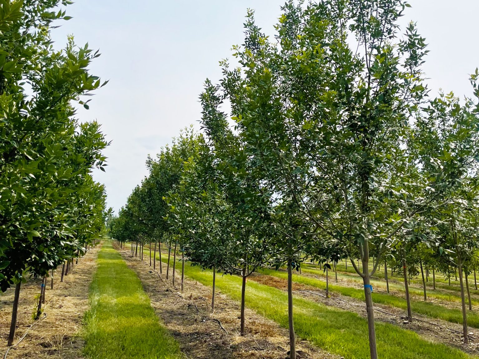 Alberta Tree Farms Canada | Wholesale Tree Nursery